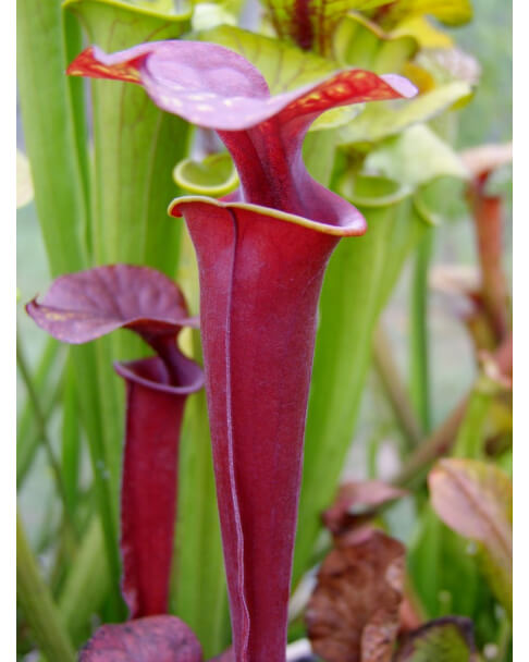 Sarracenia flava -- all red