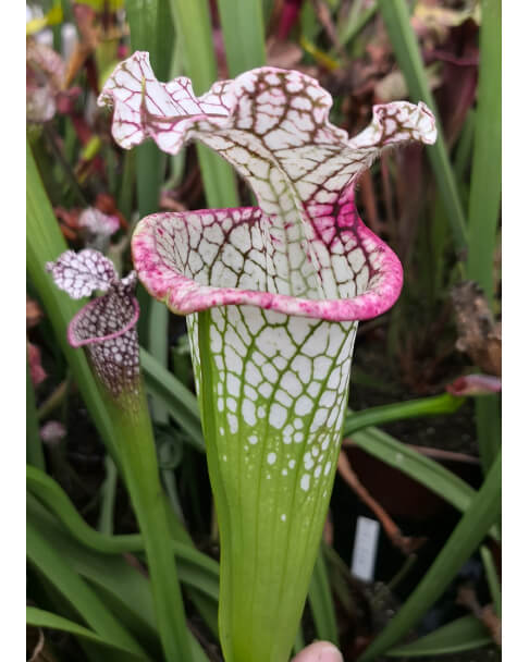 Sarracenia leucophylla -- large pink lipped,Apalachicola,W,(PW) (L18,MK ...