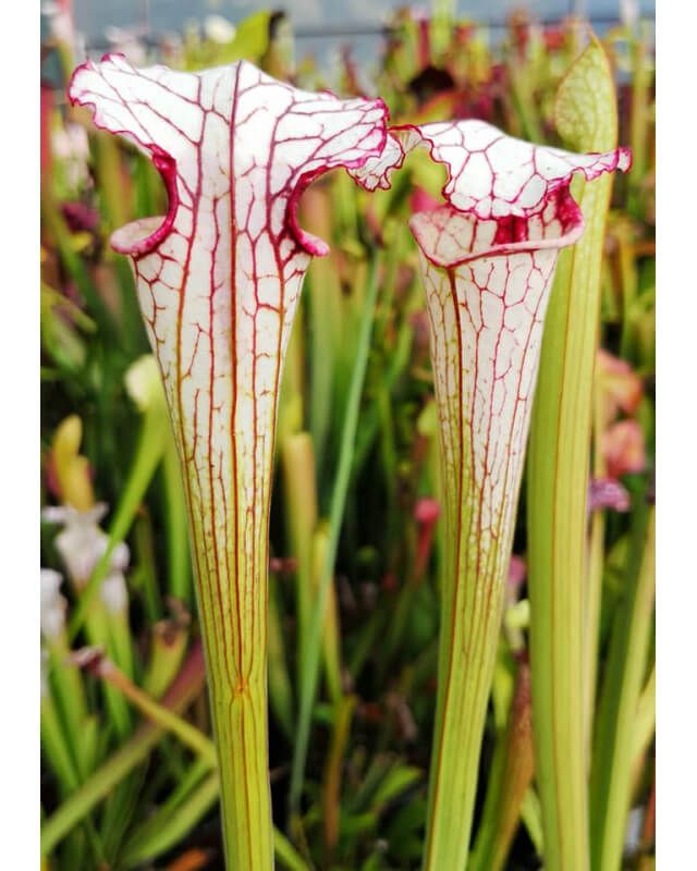 Sarracenia