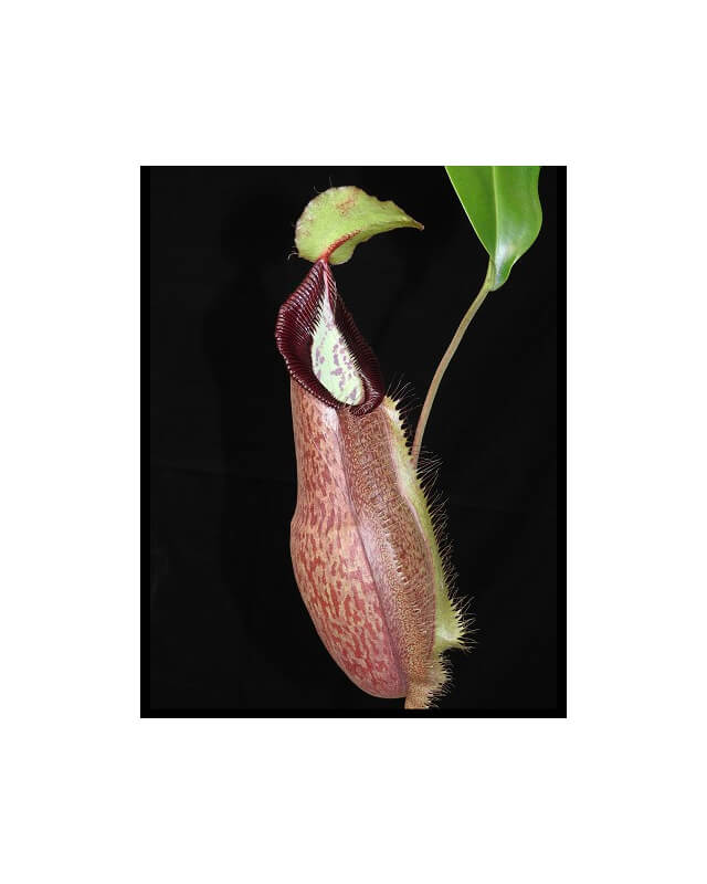 Nepenthes spathulata x hamata