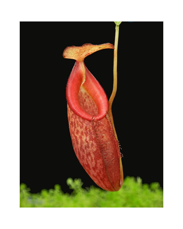 Nepenthes talangensis x (lowii x tentaculata)
