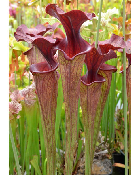 Sarracenia flava var. ornata -- solid red throat (MK F88)