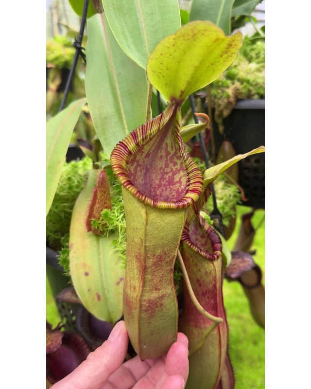 Nepenthes hamata x (veitchii x lowii)