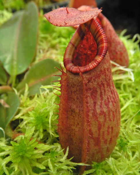 Nepenthes rajah x veitchii ‘Gold Rush’ - seed grown: BE-4603