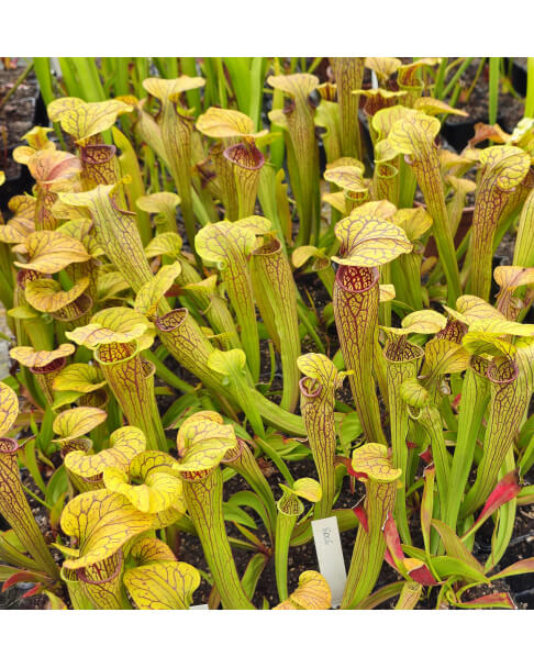 S. oreophila -- typical form