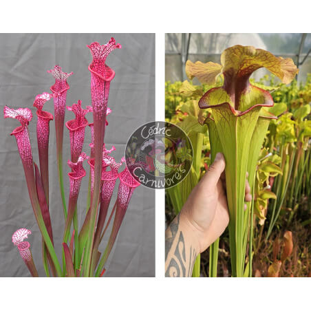 Sarracenia ‘l1a’ pink stabilo x S. x 'Serpentard'