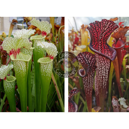 SXM18 S. x moorei — 'Wilkerson's white knight' x S. leucophylla ...