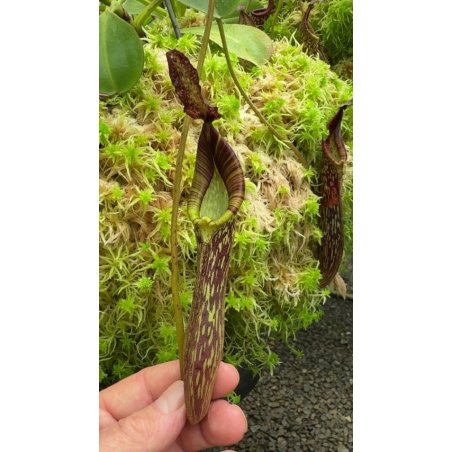Nepenthes Zakriana clone sélectionné: BE-3068